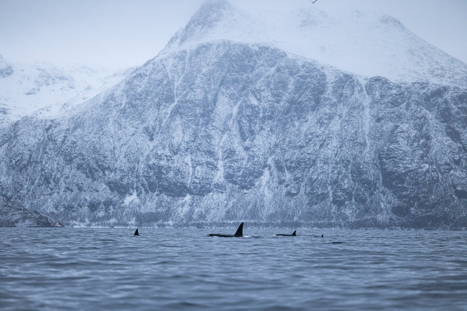 Fine art print of orcas – “Family” – Arctic photograph by Stéphane ...