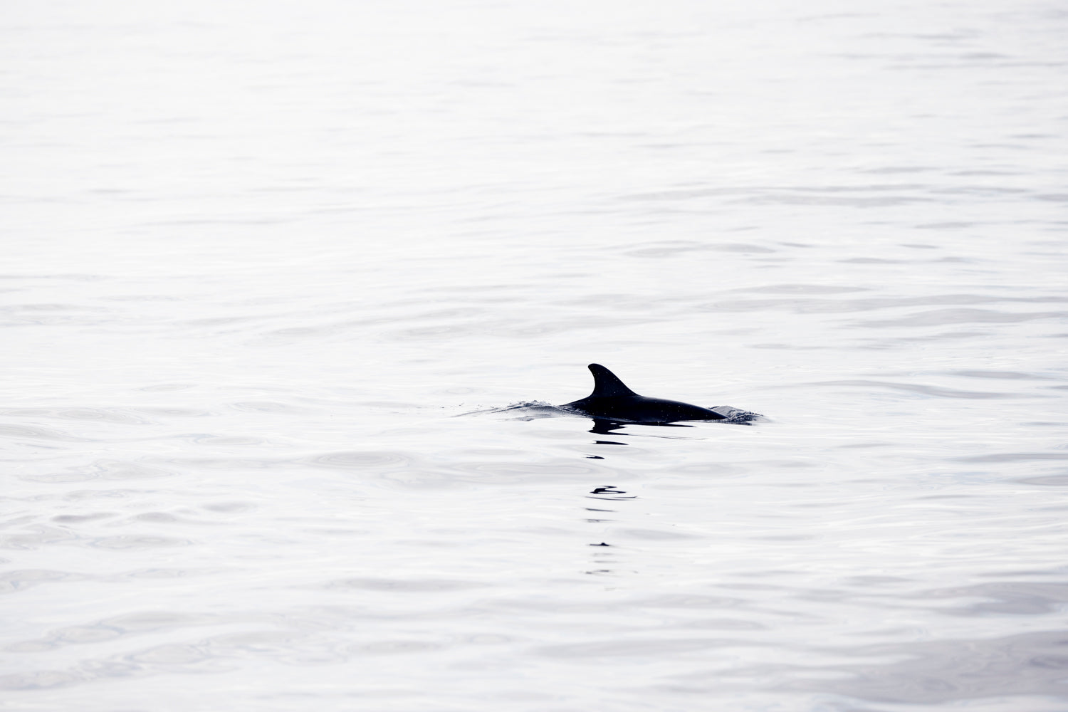 Aileron Dauphin – Photographie minimaliste de dauphin en Méditerranée ...