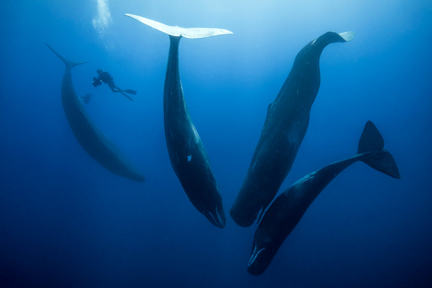 Sperm whale photography – Immersion in the heart of the clan in the ...