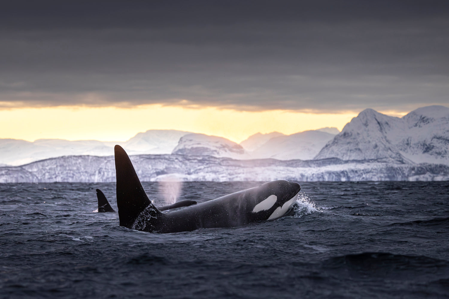 Orca art print – “Big Male January” – Photograph by Stéphane Granzotto