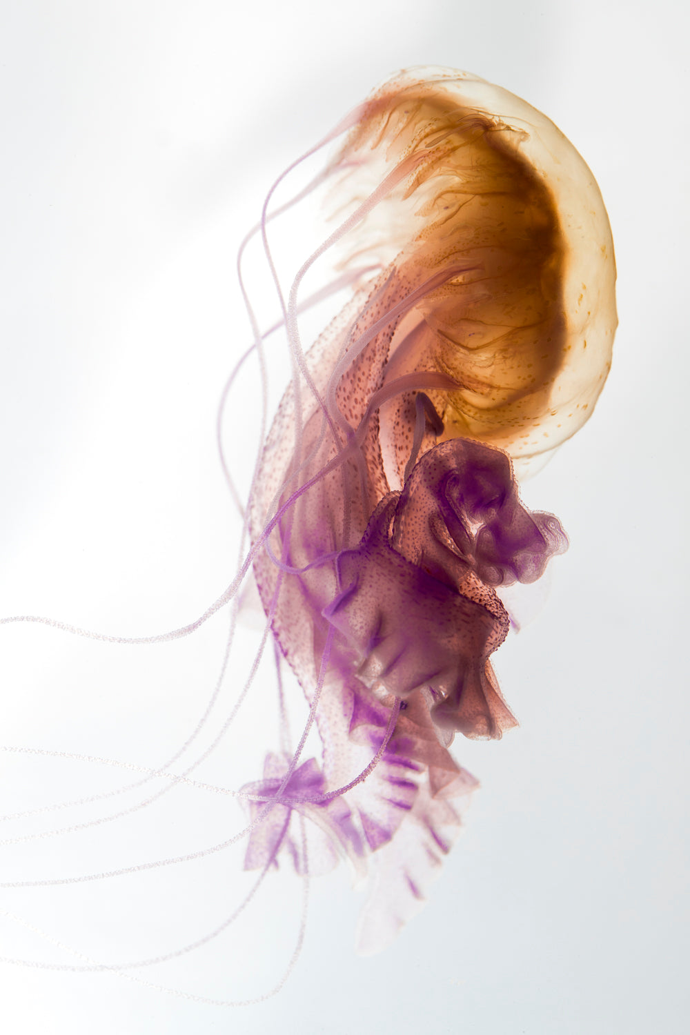 Jelly Studio – Tirage d’art contemporain de Stéphane Granzotto