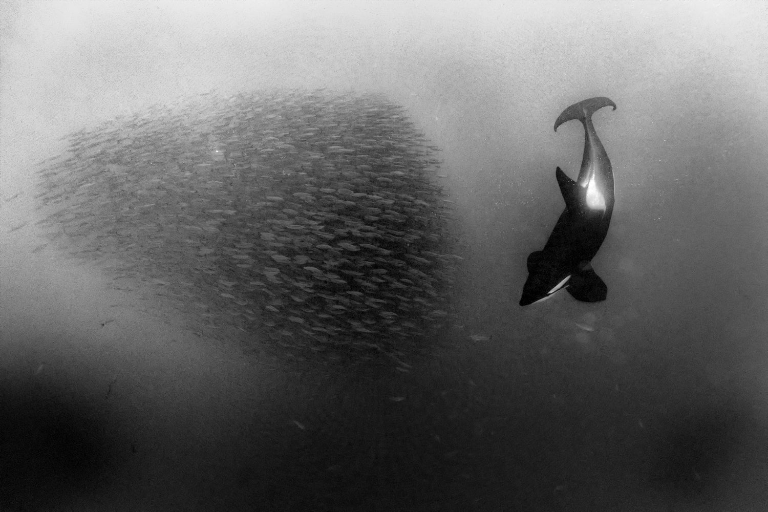 Fine art print of an orca – “Orca hunting BW” – Underwater photograph ...