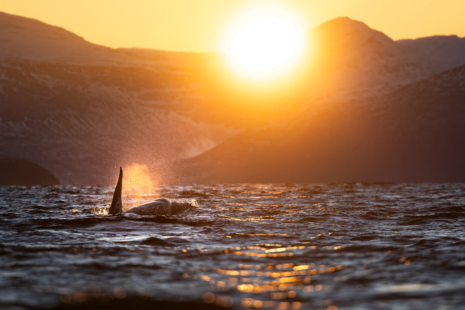 Tirage d’art orque – “Orque Sunset” – Photographie lumineuse de ...