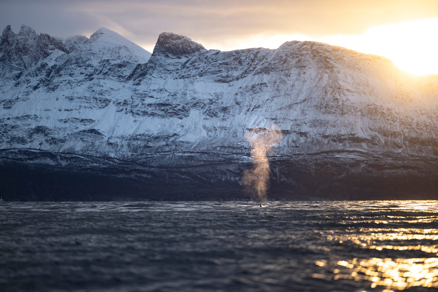Tirage d’art baleine à bosse – “The Blow” – Photographie arctique de ...